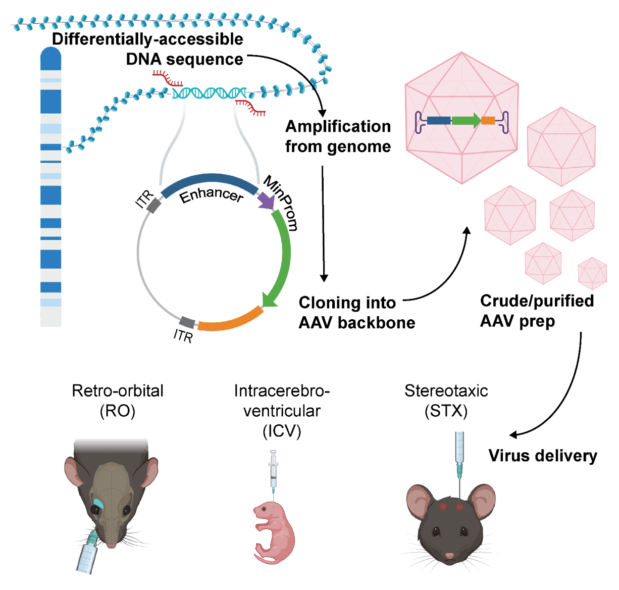 "Hall of Fame" AAV Enhancers from the Allen Institute for Brain Science