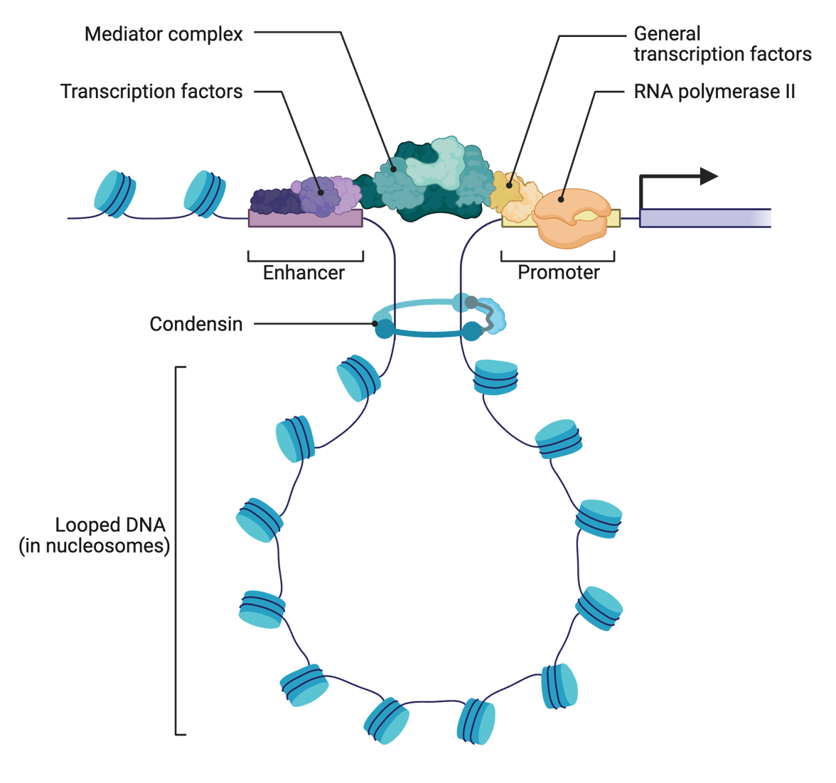 "Hall of Fame" AAV Enhancers from the Allen Institute for Brain Science