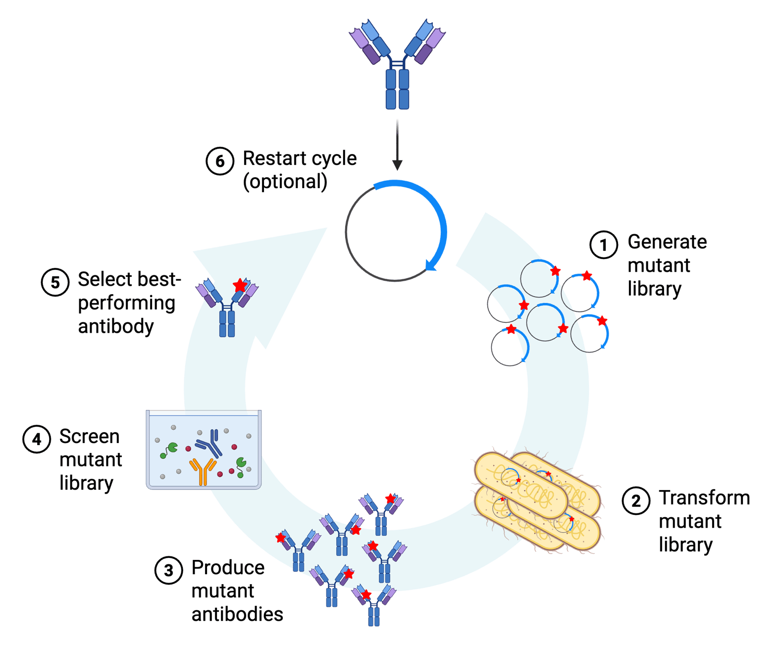Antibodies 101: Antibody Engineering and Directed Evolution