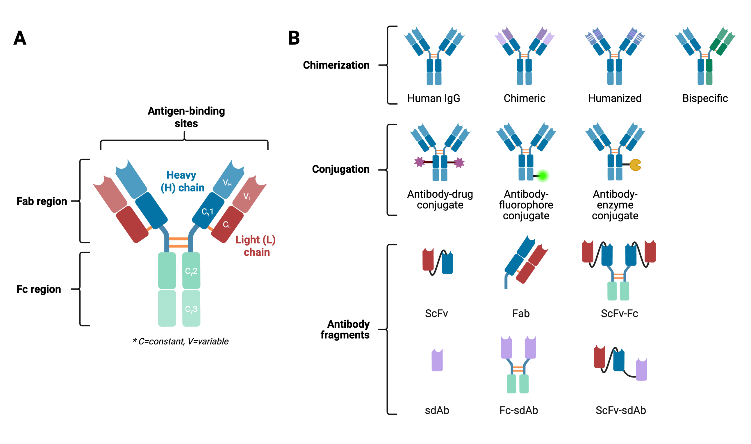 Antibodies 101: Antibody Engineering and Directed Evolution