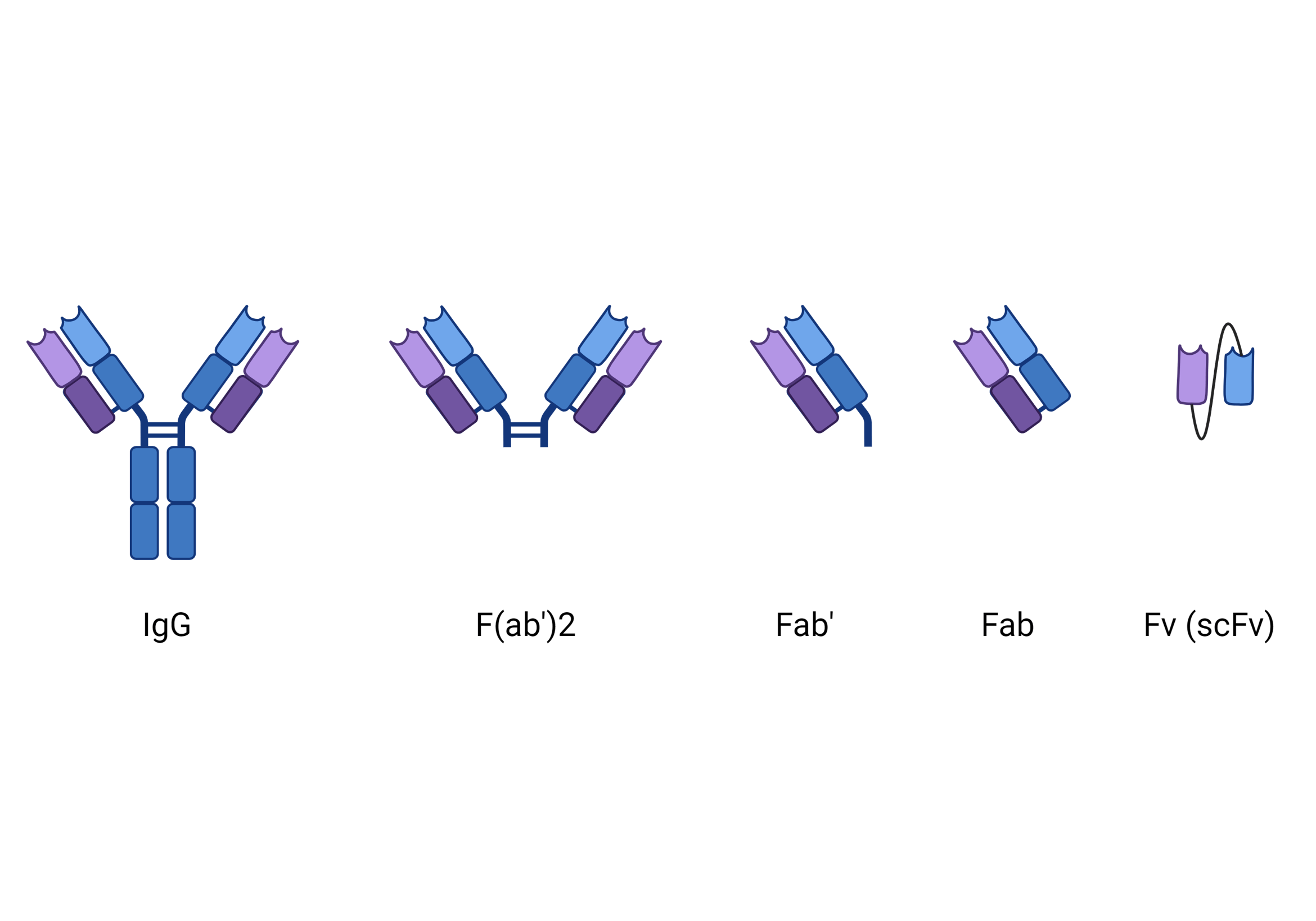 Antibodies 101: Fab Fragments