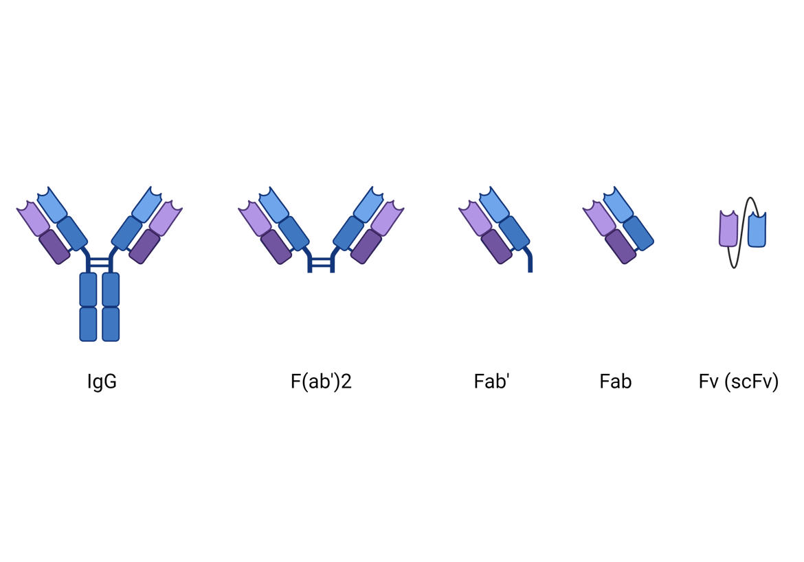 Antibodies 101: Fab Fragments