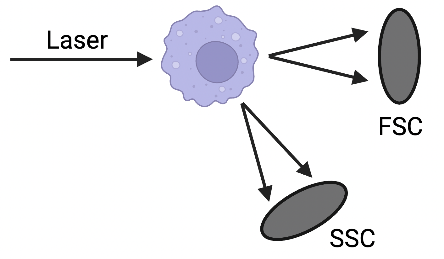 Antibodies 101: Introduction to Gating in Flow Cytometry