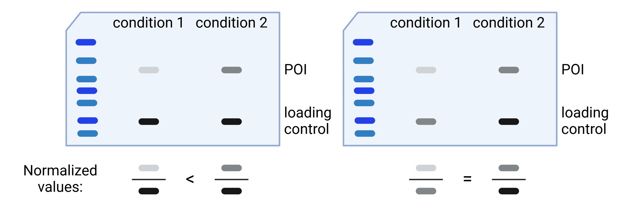 Antibodies 101: Normalization and Loading Controls for Western Blots