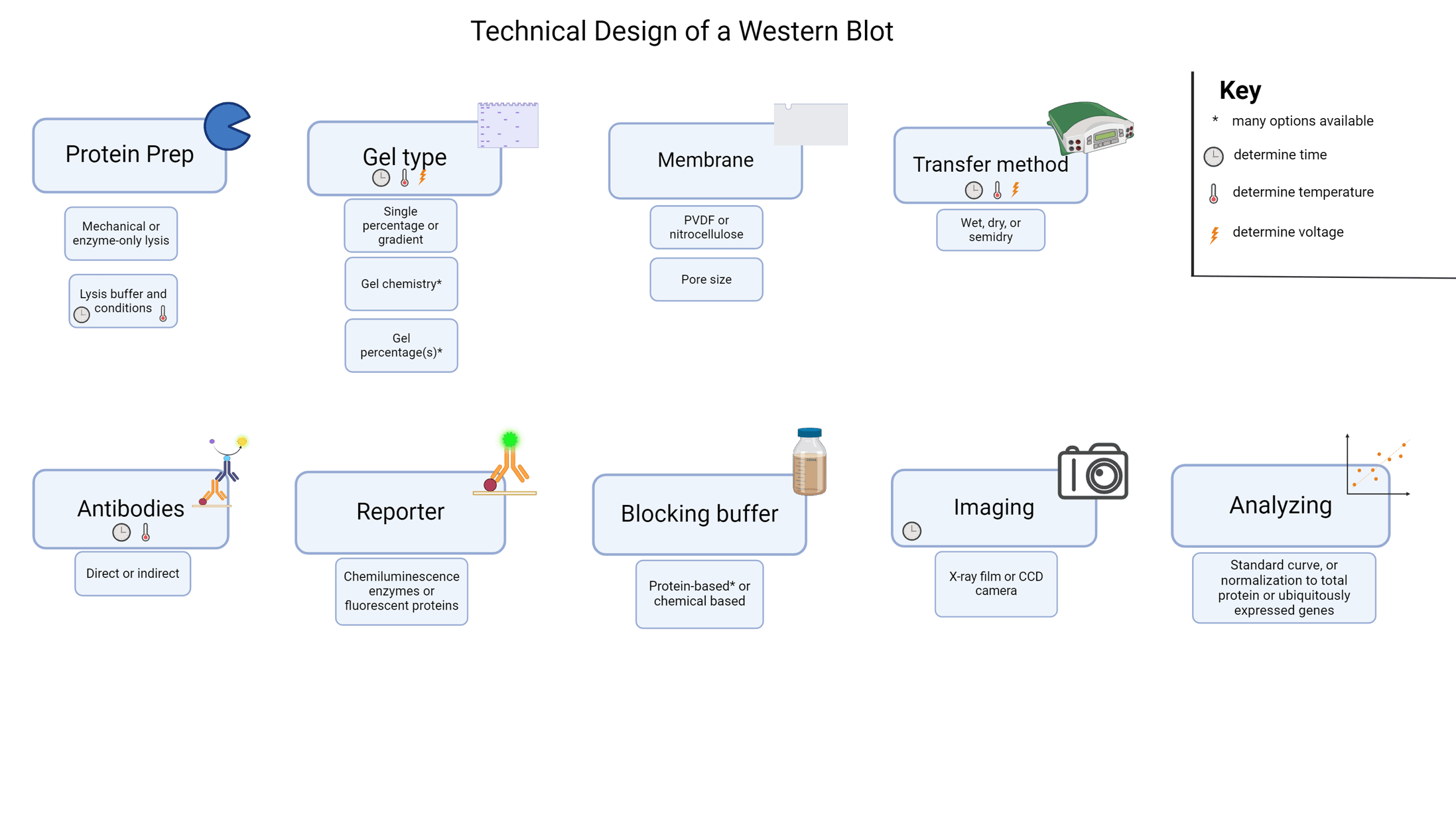 Technical Design of a Western Blot