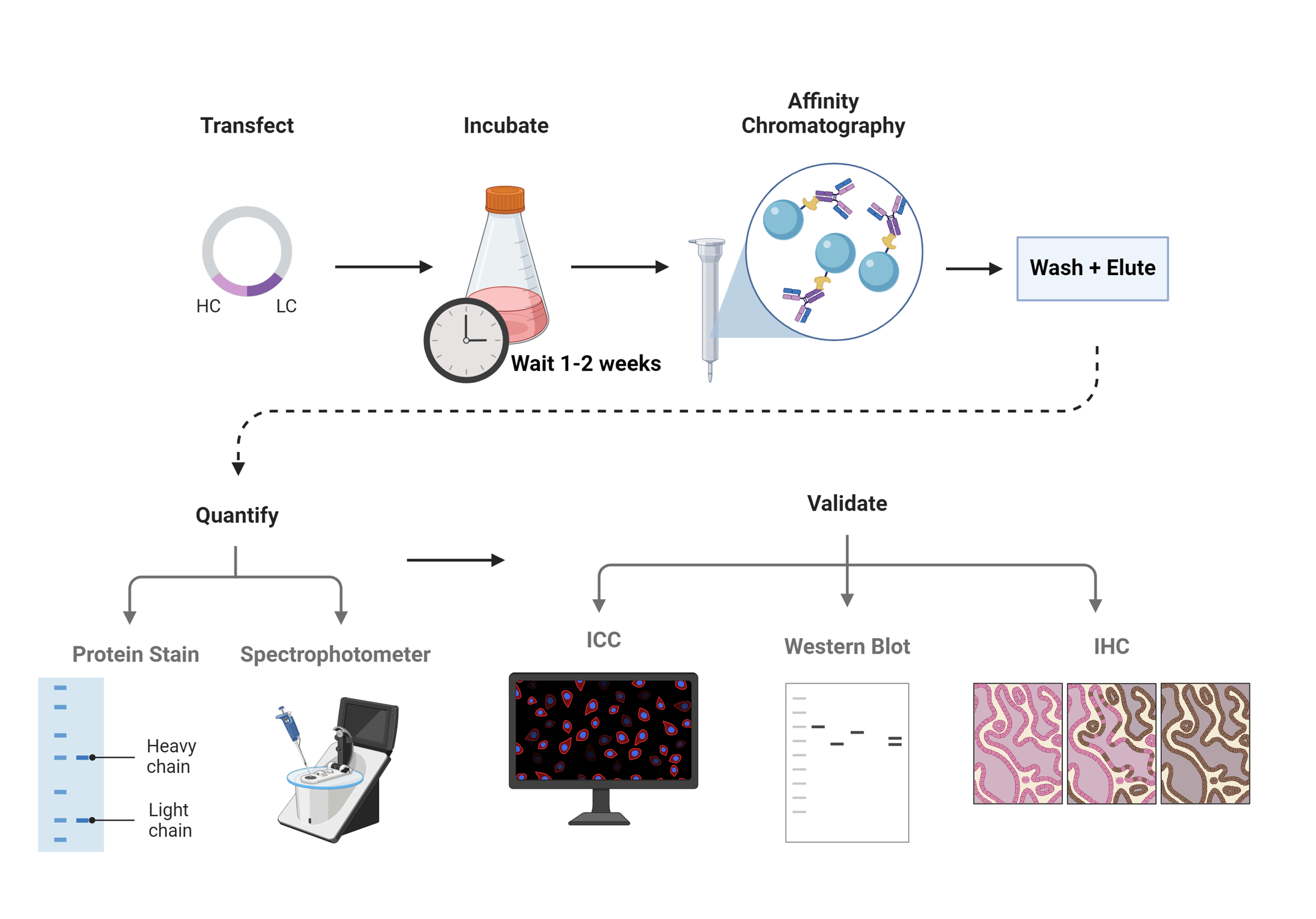 Antibodies 101: Producing Recombinant Antibodies