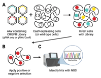 The AAVantages of AAV in CRISPR Screens