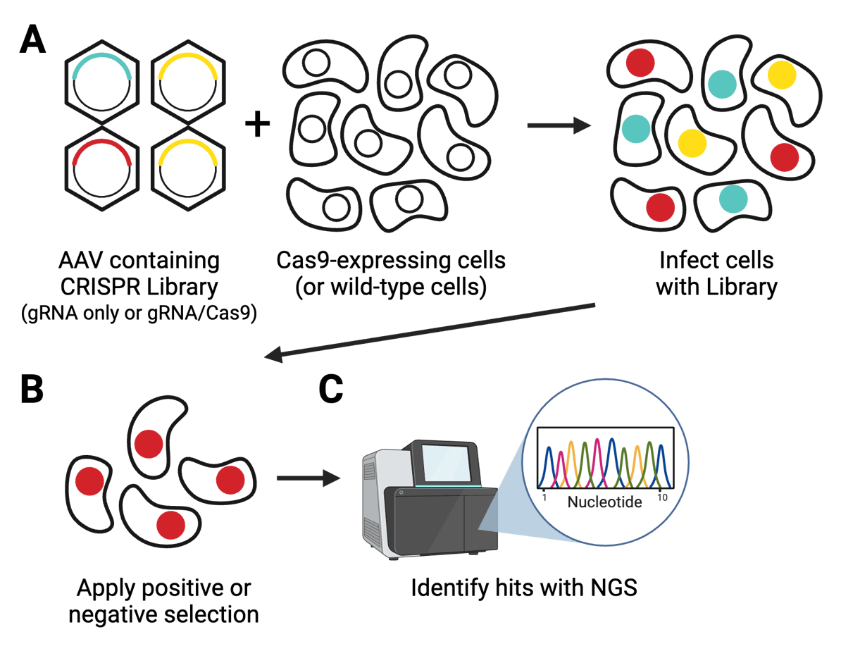The AAVantages of AAV in CRISPR Screens