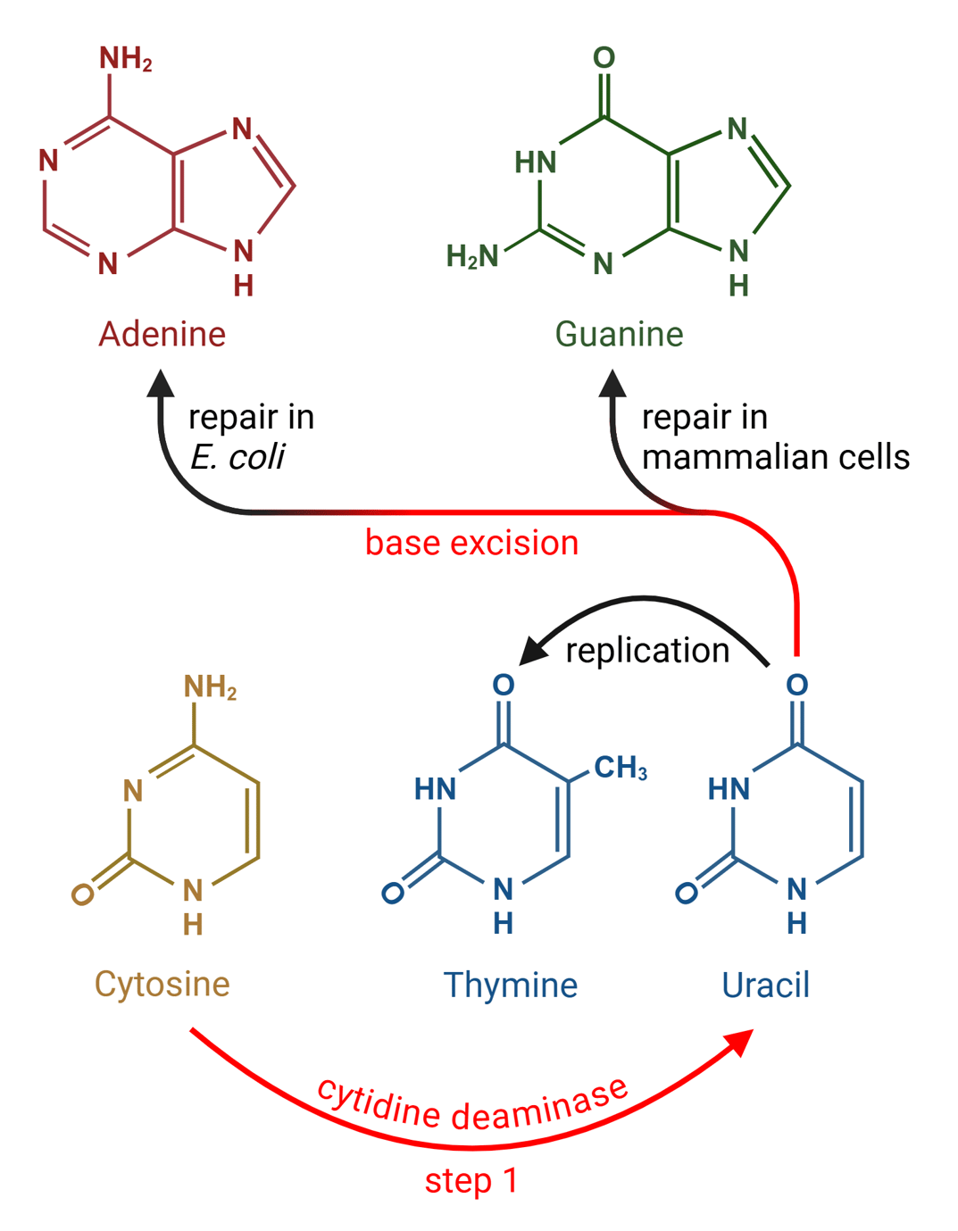 CRISPR 101: Cytosine Transversion Editors