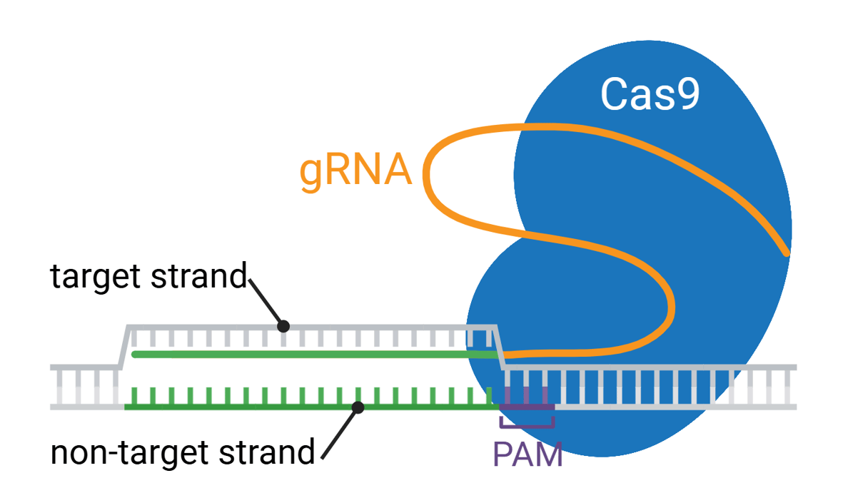 CRISPR 101: Cytosine Transversion Editors