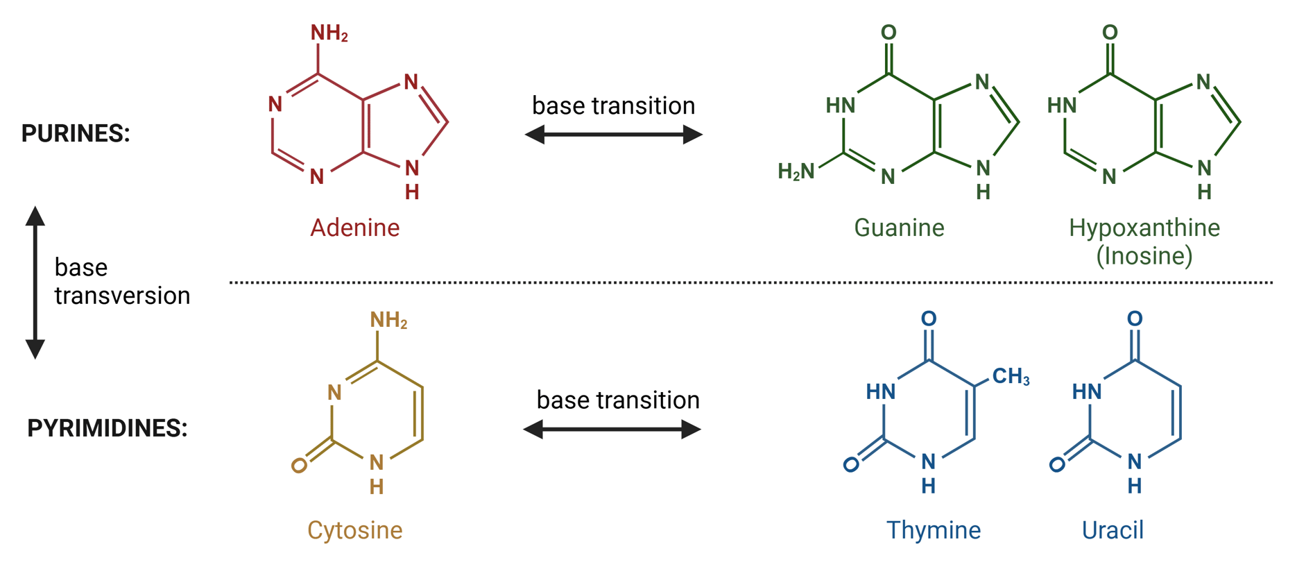CRISPR 101: Cytosine Transversion Editors