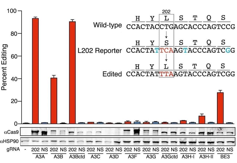Four Base Editing Reporters to Monitor and Enrich Editing in Real-time