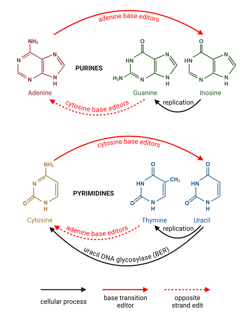 CRISPR 101: Cytosine and Adenine Base Editors
