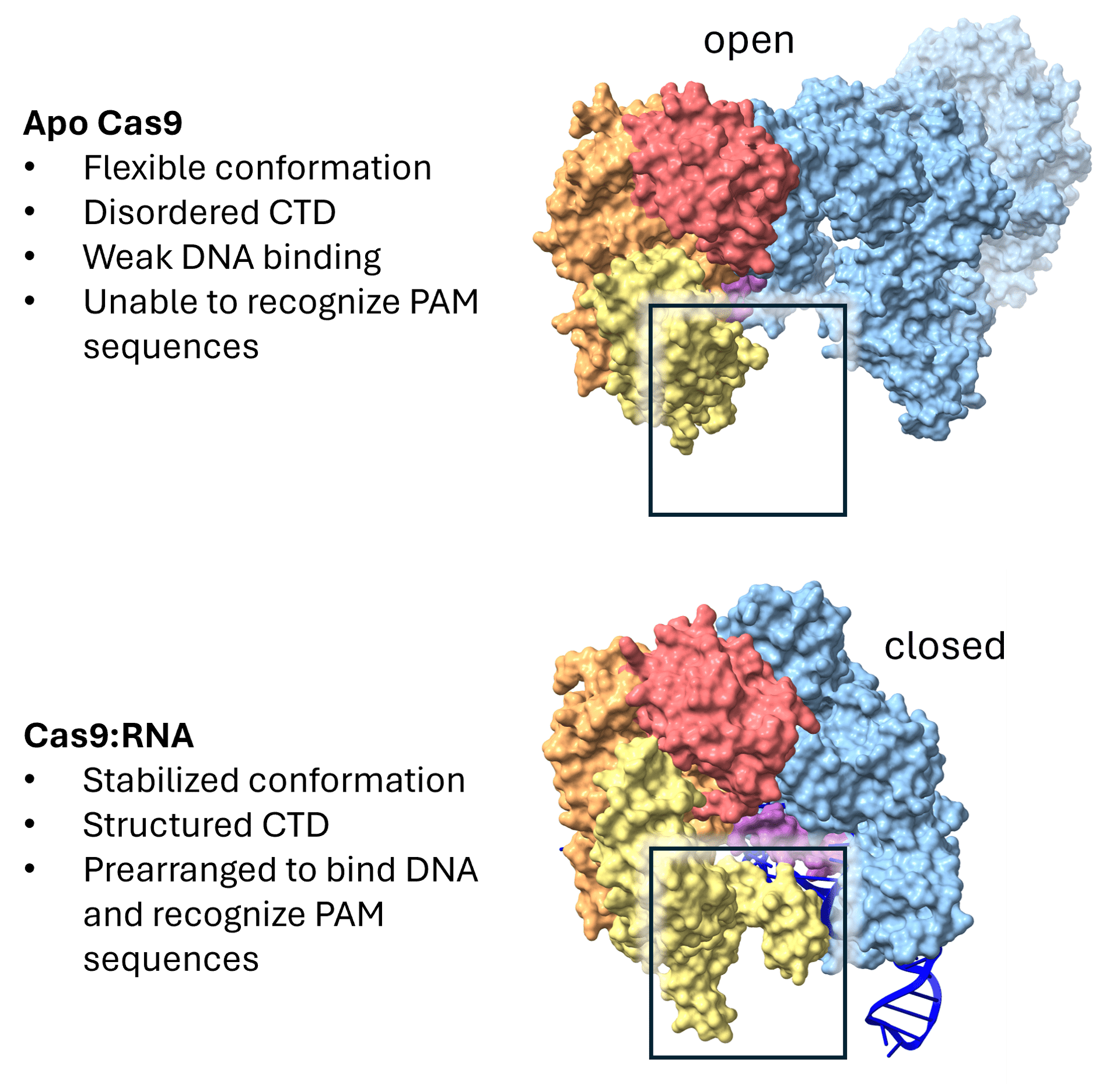 A Needle in a Base-Stack: Cas9 Structural Biology