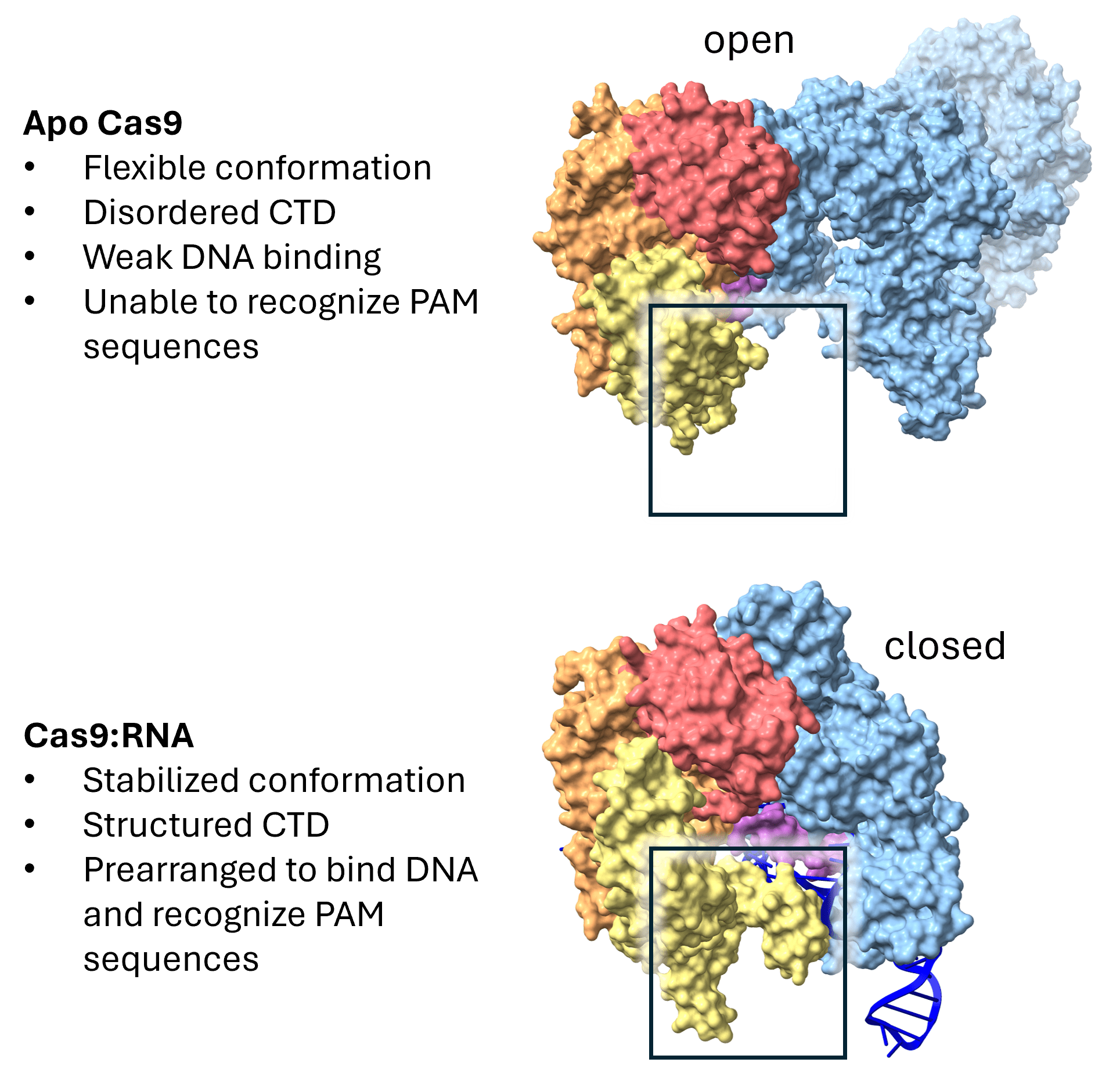 A Needle in a Base-Stack: Cas9 Structural Biology