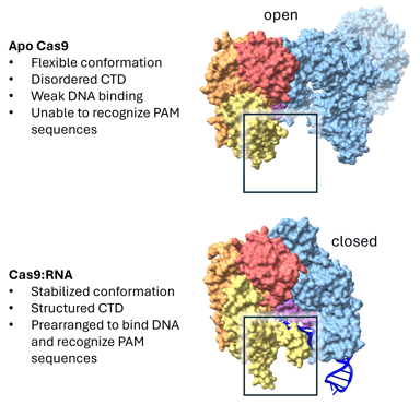 A Needle in a Base-Stack: Cas9 Structural Biology