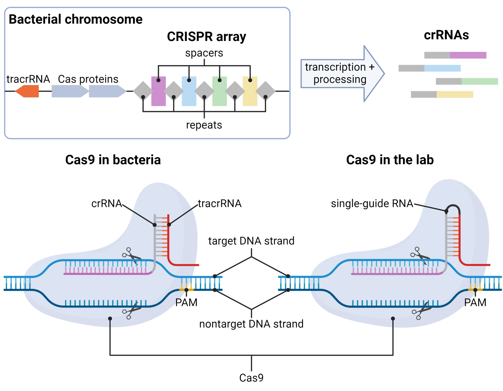 Build Your CRISPR Vocabulary