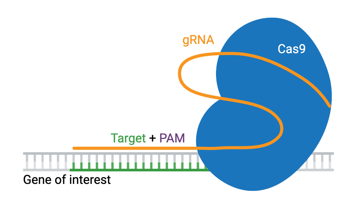 Typing CRISPR Systems