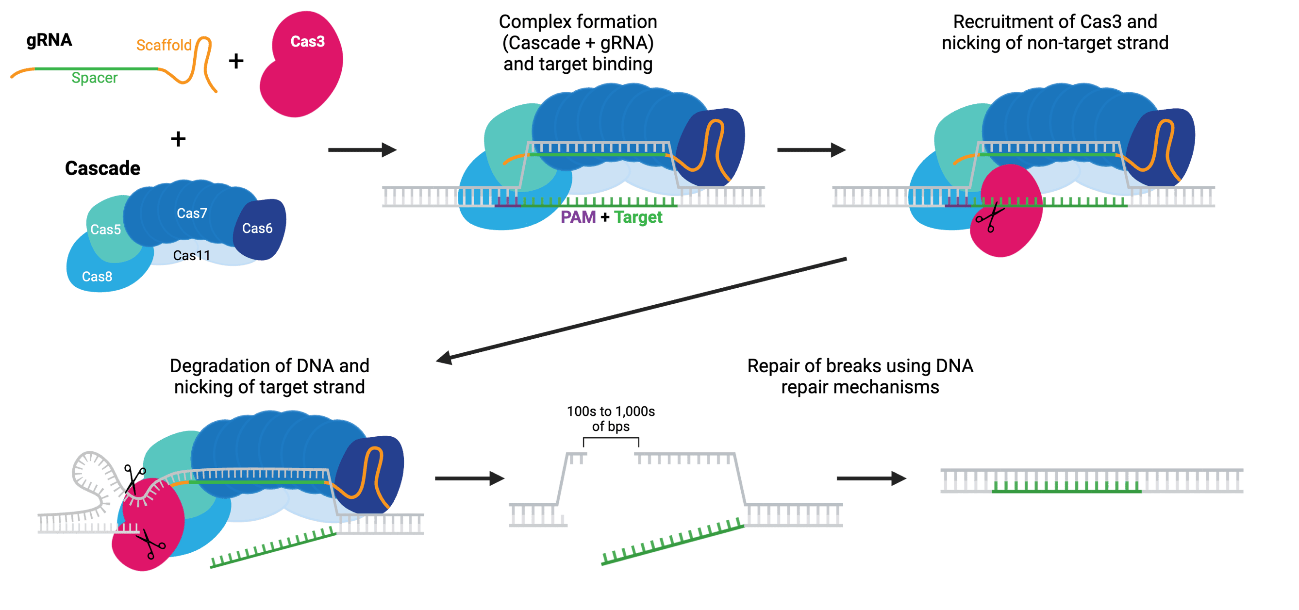 Degrading DNA with Cascade-Cas3
