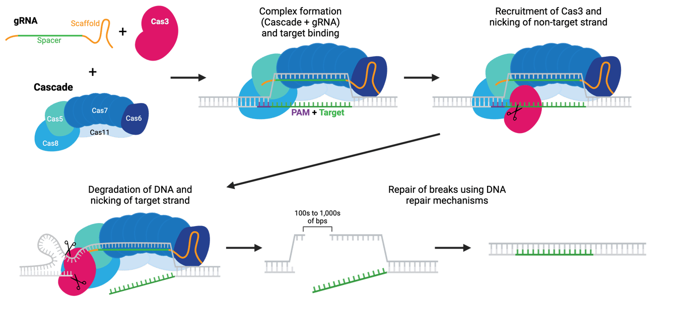 Degrading DNA with Cascade-Cas3