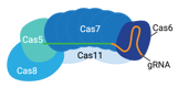 Degrading DNA with Cascade-Cas3
