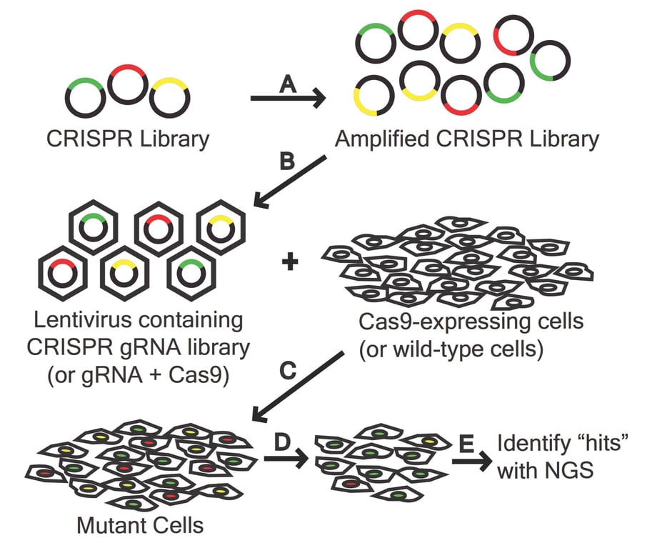 Genome-wide Screening Using CRISPR