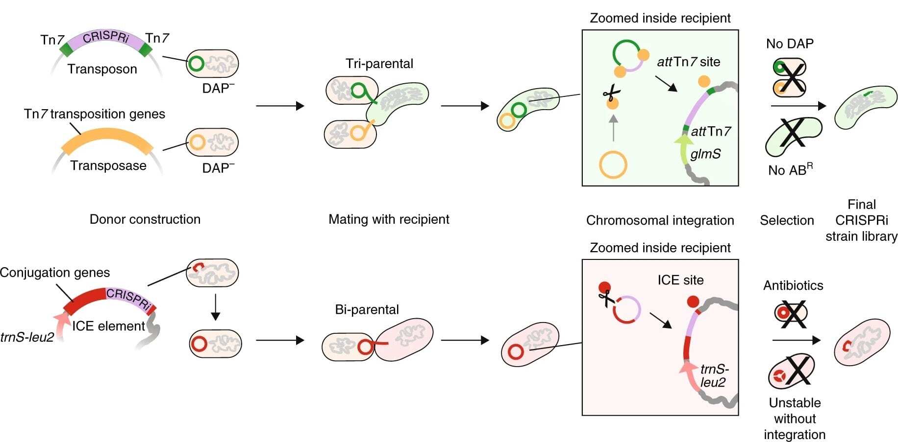 Mobile-CRISPRi: Bringing CRISPRi to Diverse Bacteria