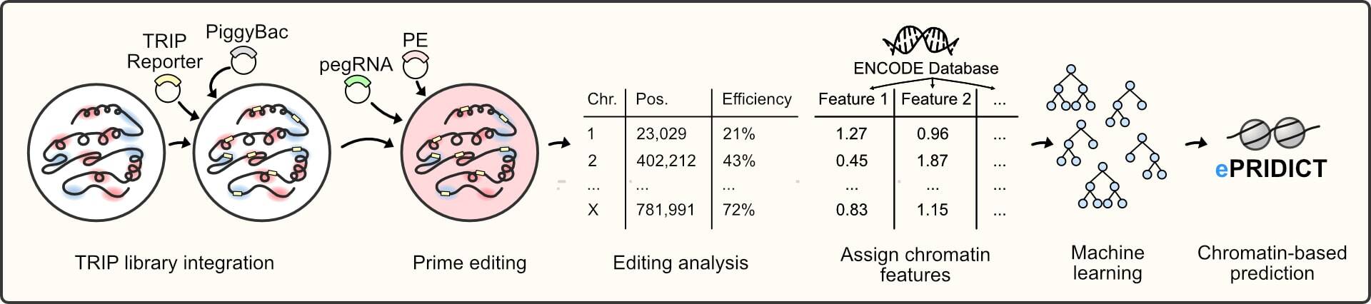 PRIDICT: Predicting Efficiencies of Prime Editing Guide RNAs