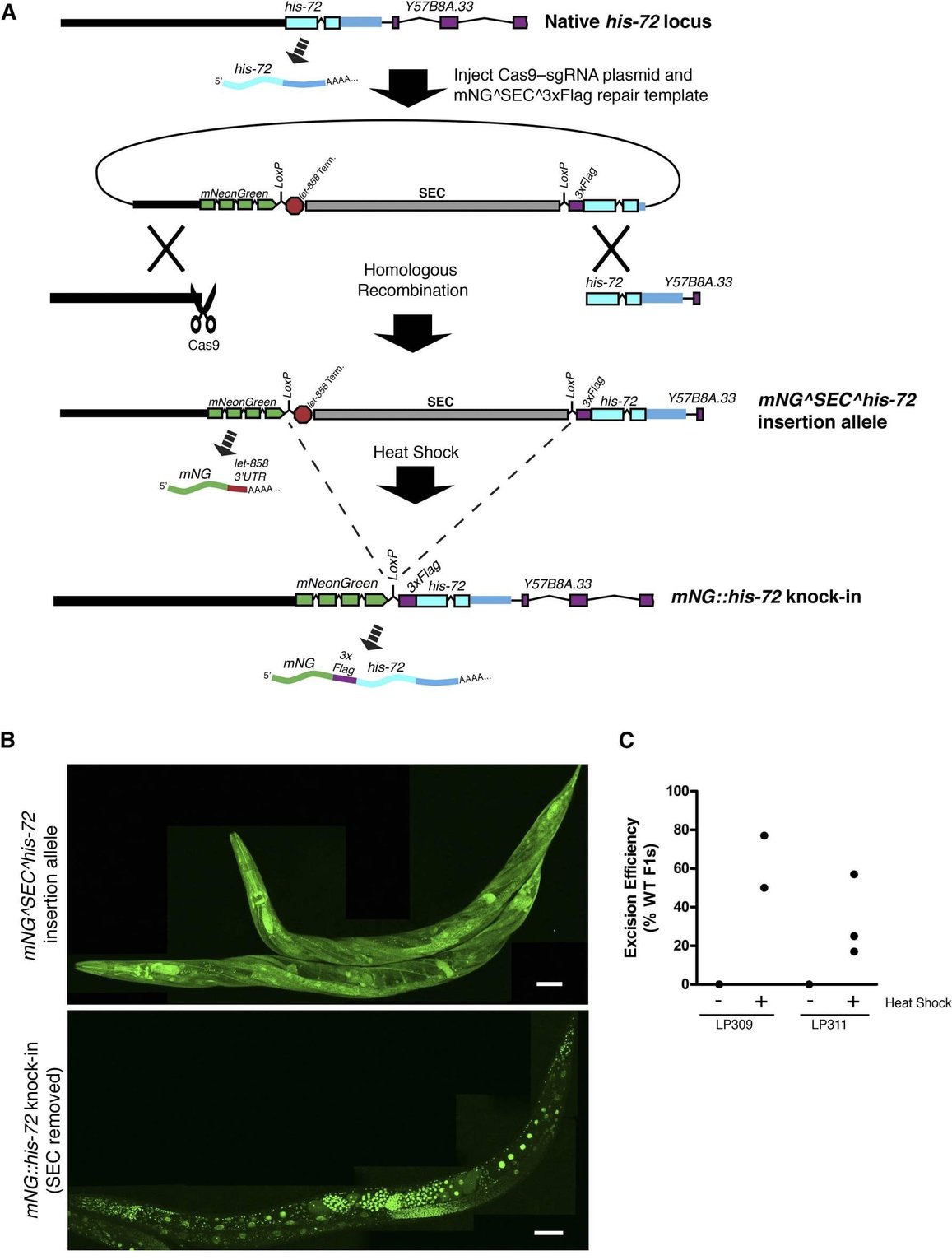 Even more elegant: Single injection CRISPR/Cas9 in C. elegans