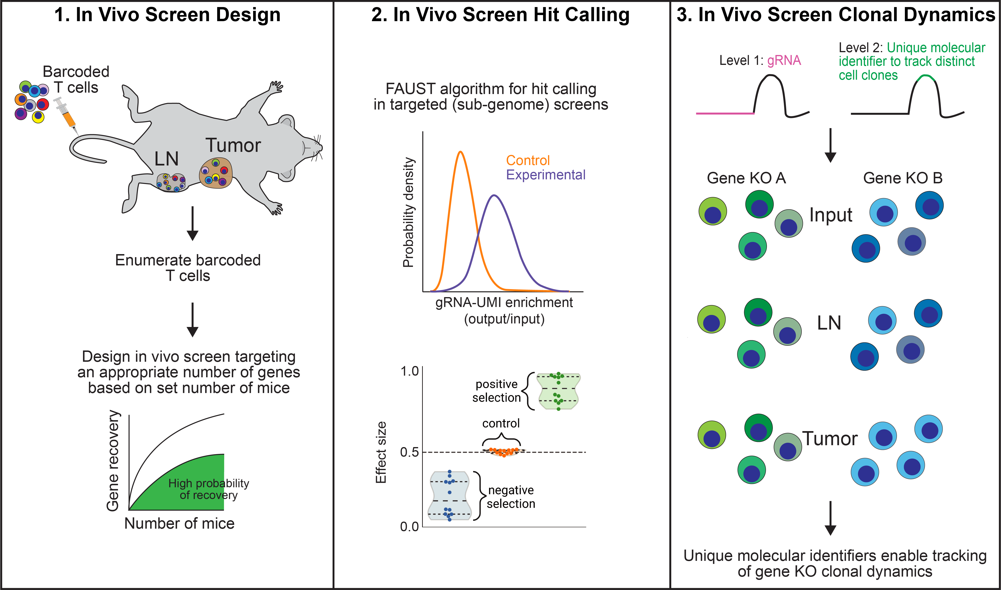 Performing In Vivo CRISPR Screens Using the FITS Approach