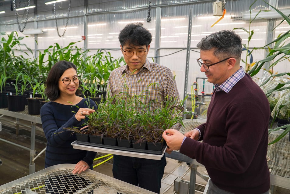Purple Plants that Report Pollutants