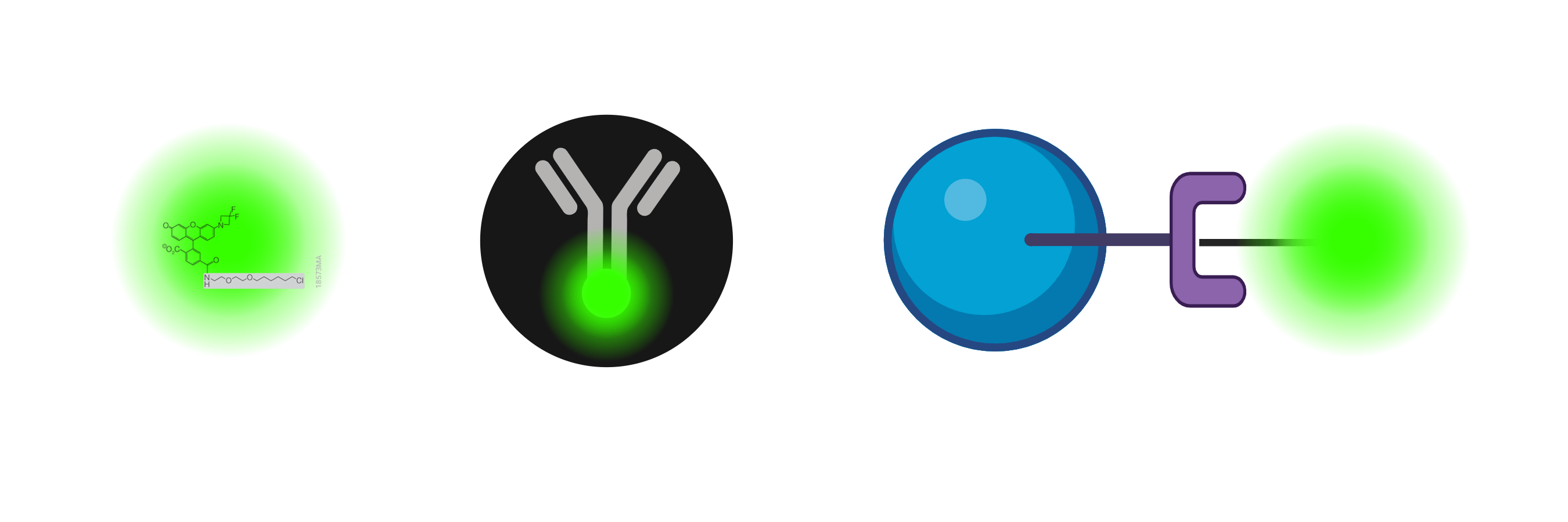 Illuminating Choices: A Guide to Selecting Fluorescent Dyes and Ligands