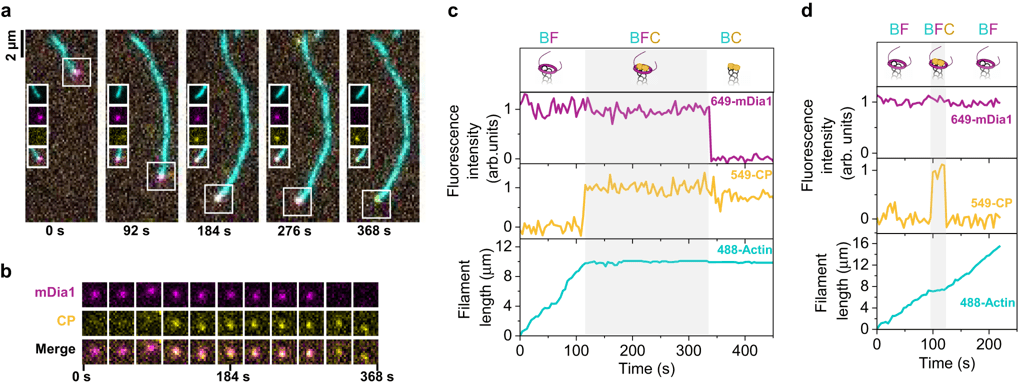 Live and Let Dye: Self-Labeling Protein Tags