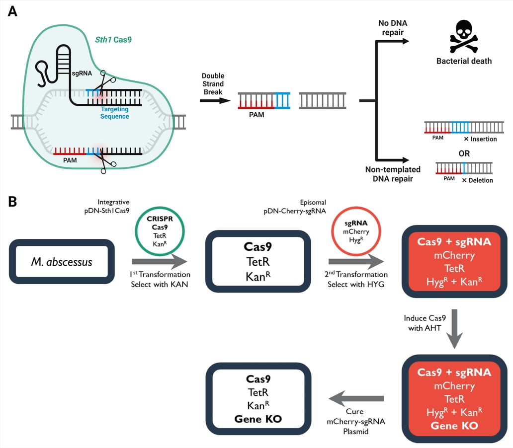 Hot Plasmids: Fall 2024