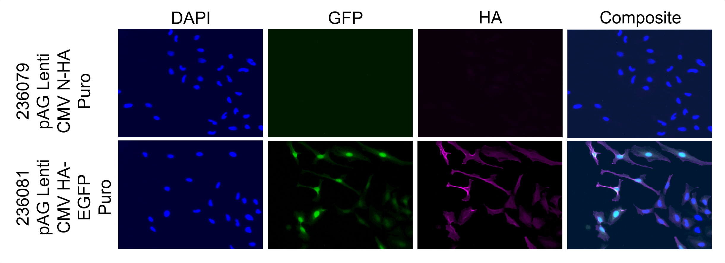 Hot Plasmids: Spring 2025
