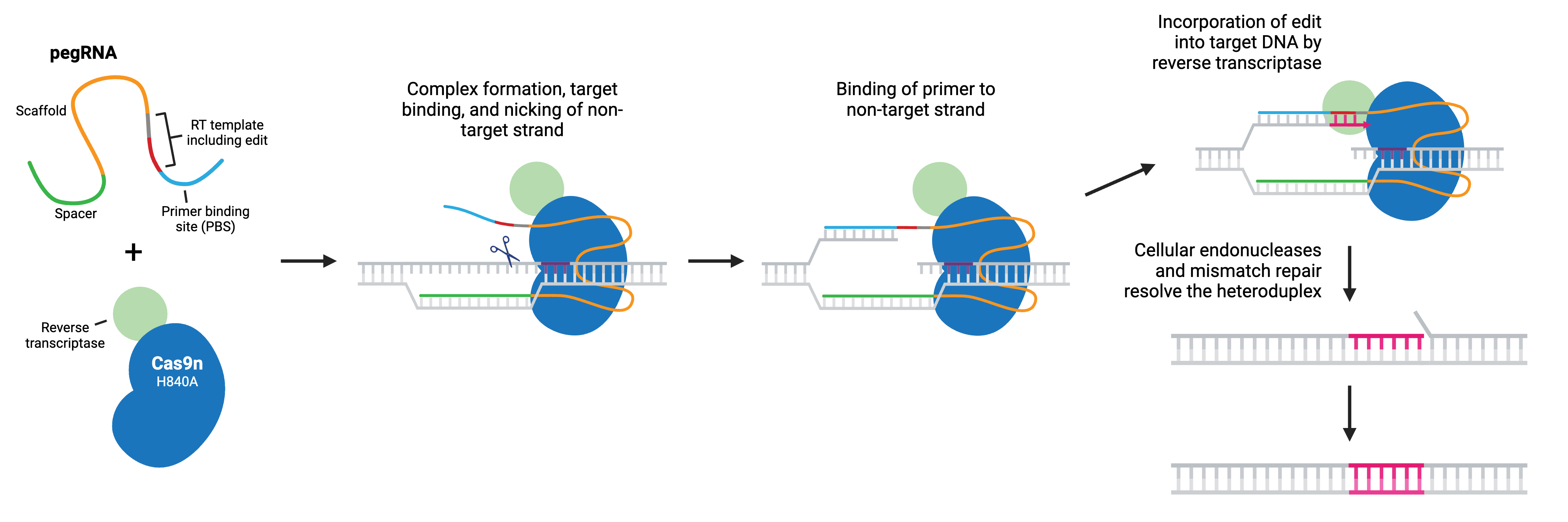 CRISPR Guide Update