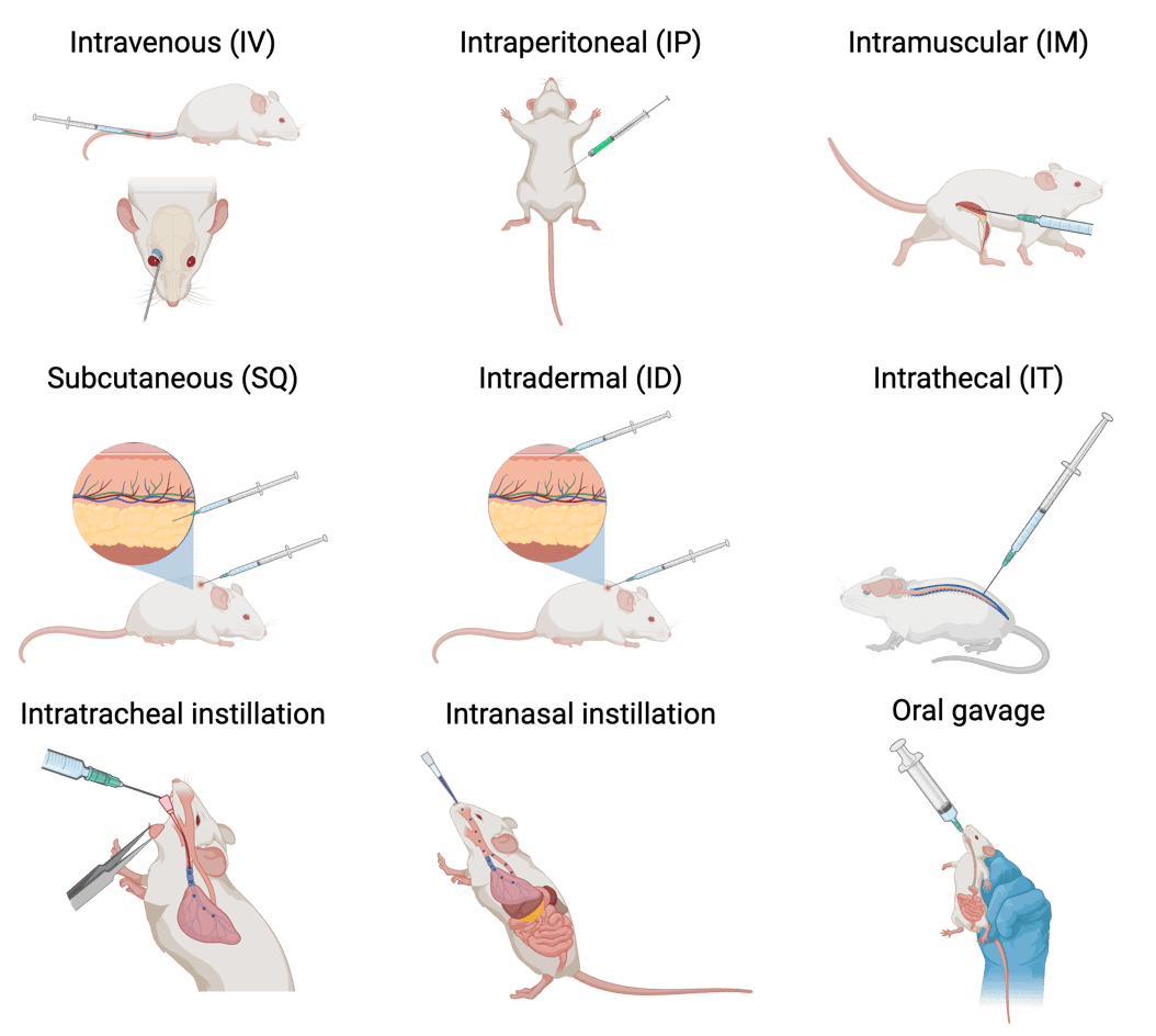 Common Injection Routes in Mice