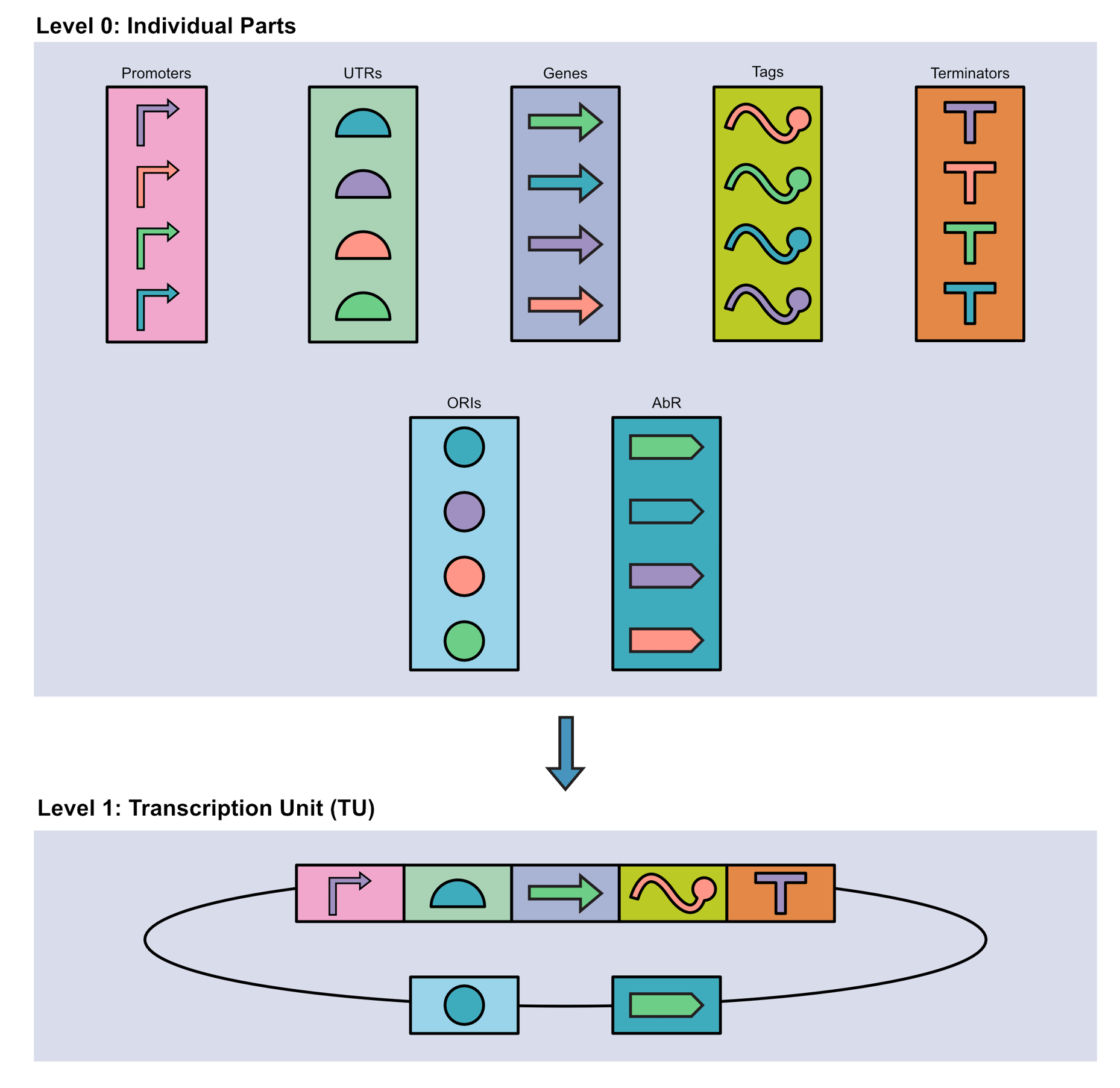 Plasmids 101: Modular Cloning