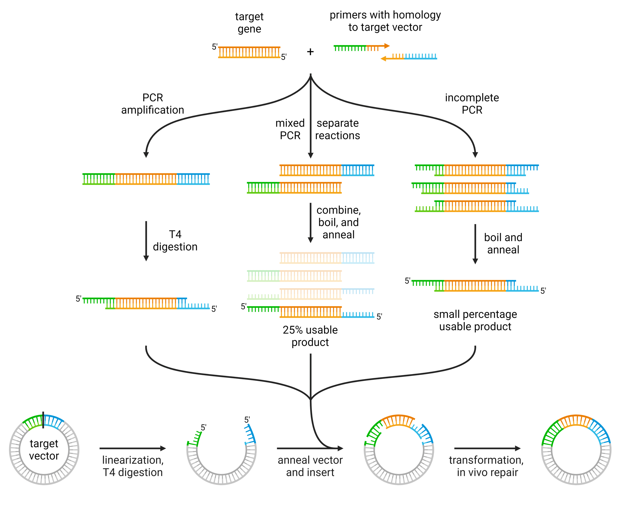 Plasmids 101: Sequence and Ligation Independent Cloning (SLIC)