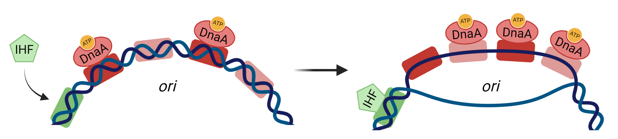 Plasmids 101: Stringent Regulation of Replication