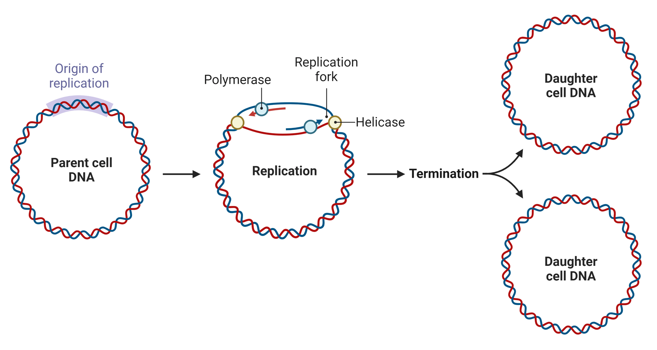 Plasmids 101: Stringent Regulation of Replication