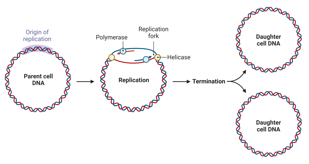 Plasmids 101: Stringent Regulation of Replication