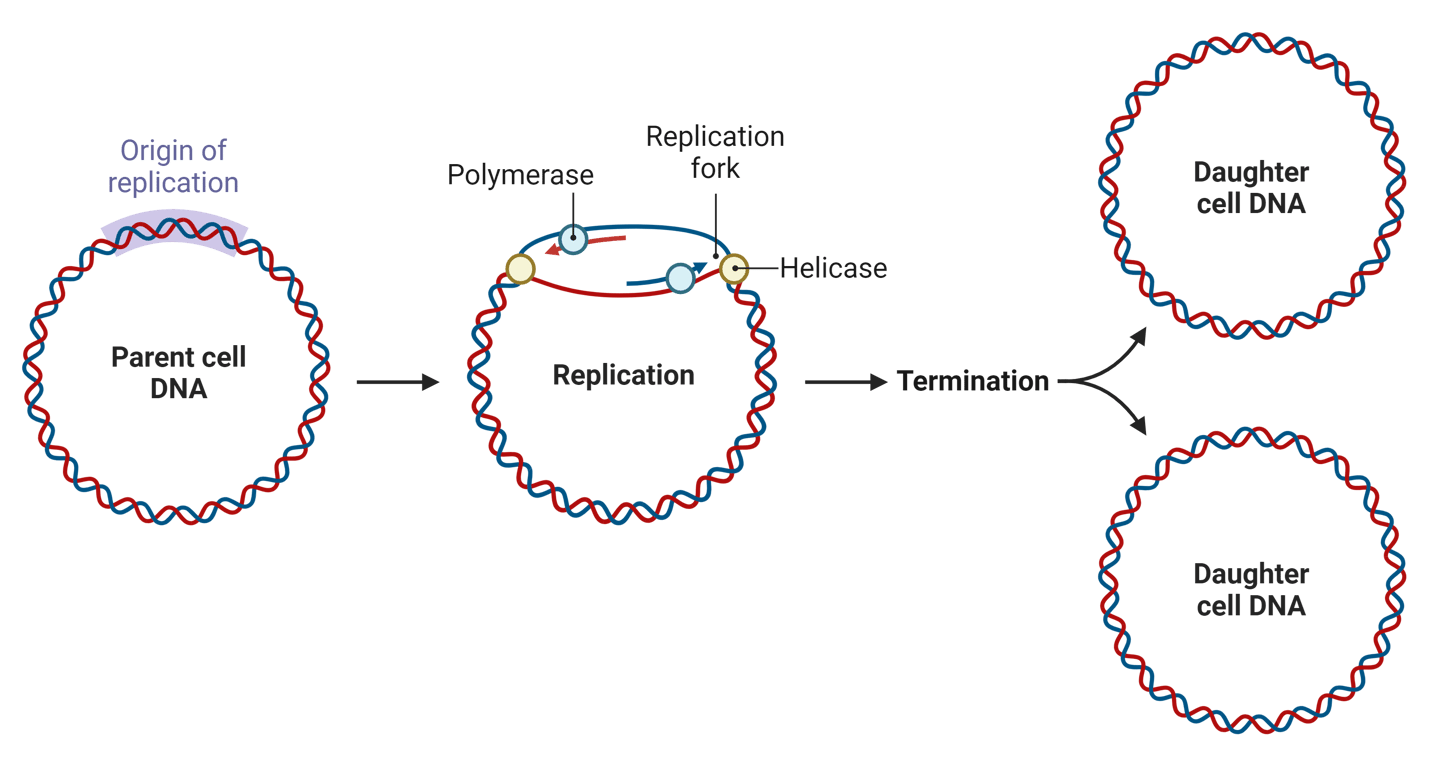 Plasmids 101: Stringent Regulation of Replication