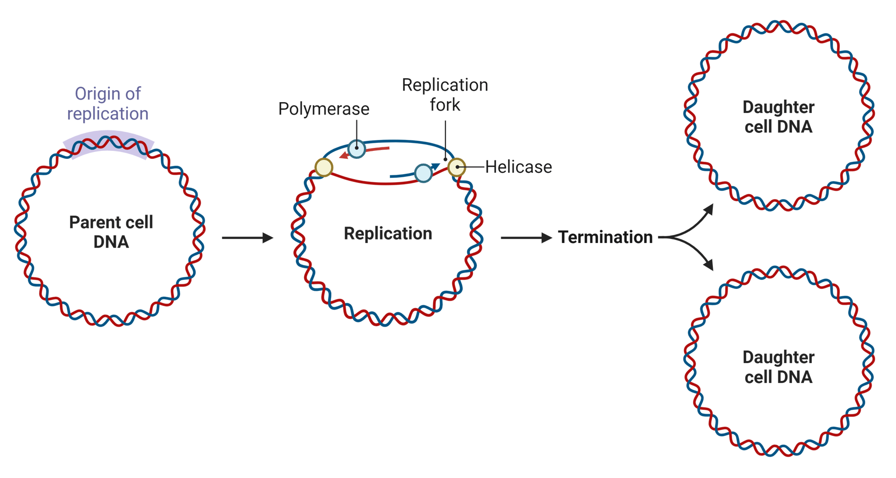 Plasmids 101: Stringent Regulation of Replication