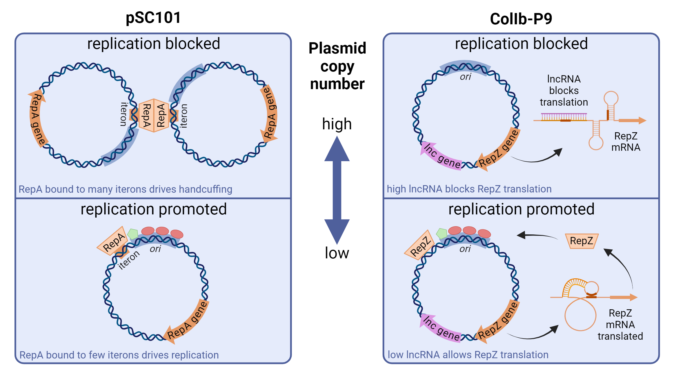 Plasmids 101: Stringent Regulation of Replication