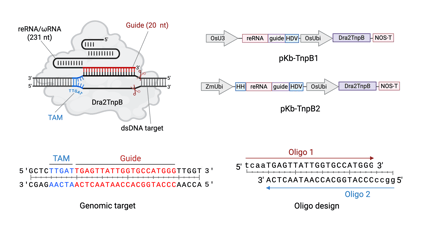 Harnessing TnpB for Genome Editing: A Compact and Versatile Tool for ...