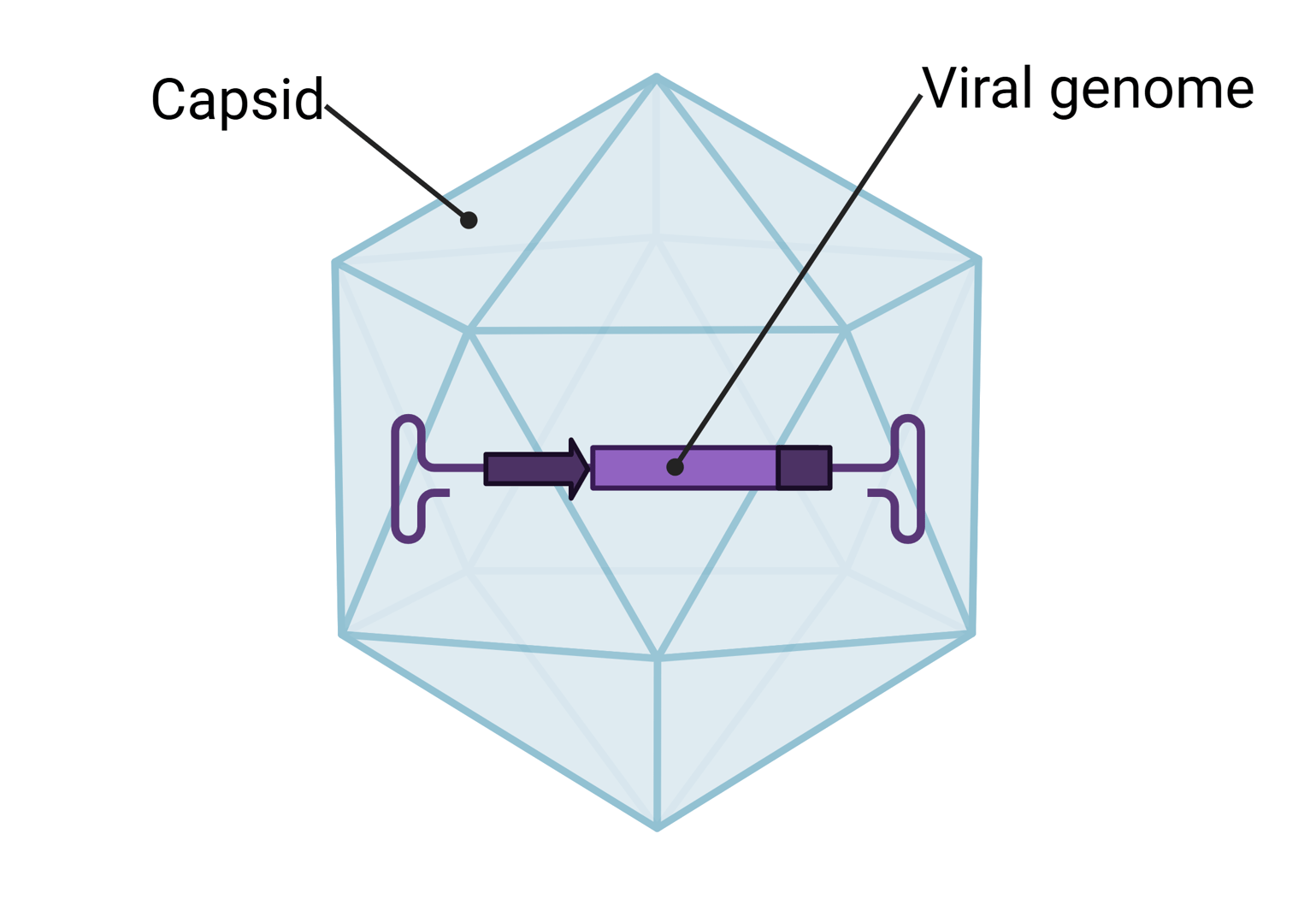 Viral Vectors 101: AAV Serotypes and Tissue Tropism