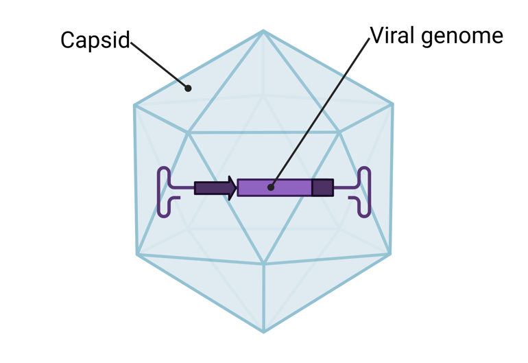 Viral Vectors 101: AAV Serotypes and Tissue Tropism