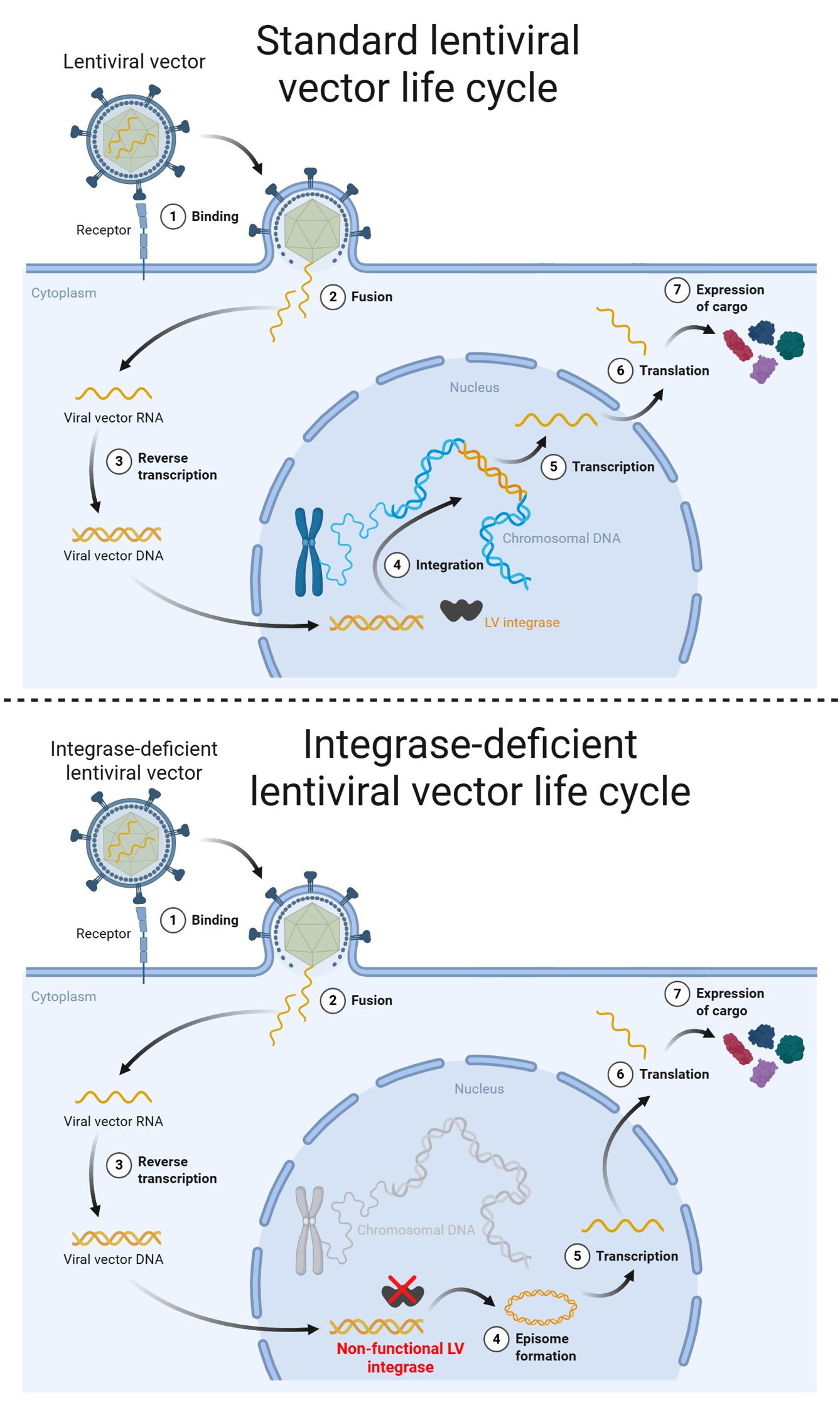 Viral Vectors 101: Integrase-Deficient Lentiviral Vectors