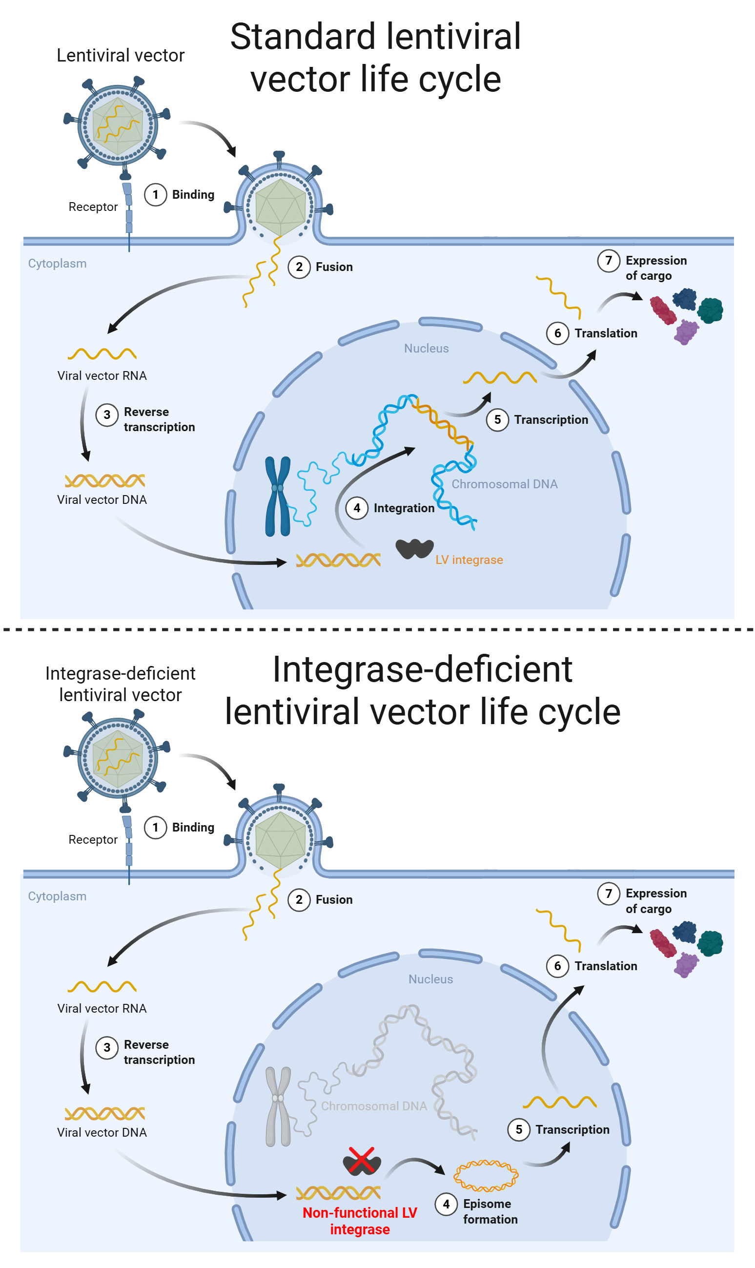 Viral Vectors 101: Integrase-Deficient Lentiviral Vectors